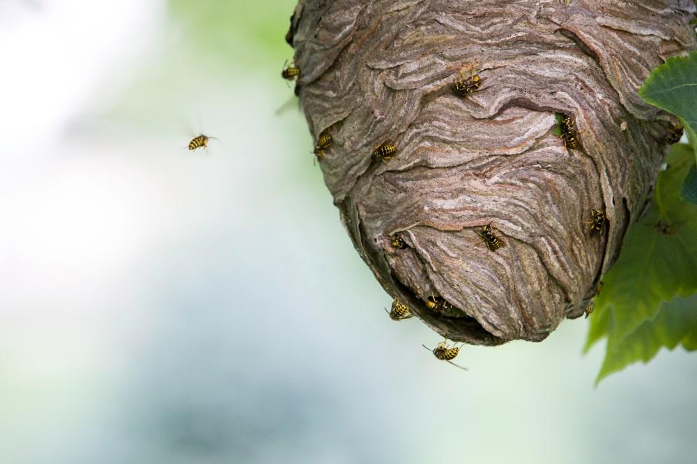 Pest Control Halton Hills | Safe & Effective Protection