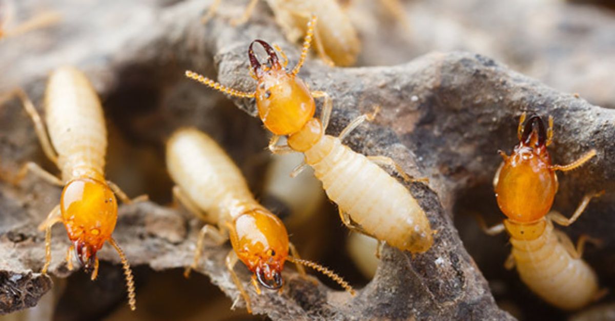 Termites: How to Control and Identify, best tips for Homeowners