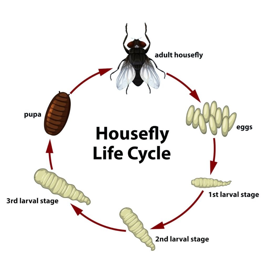 What Are Flies? Types, Biology & How to Prevent Infestation